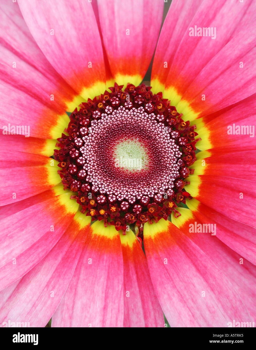 Flower patterns close up hi-res stock photography and images - Alamy