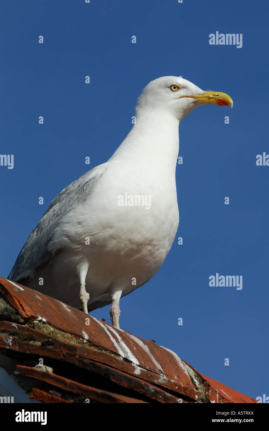 A seagull againt a bright Blue sky at Hastings in East Sussex UK Stock ...