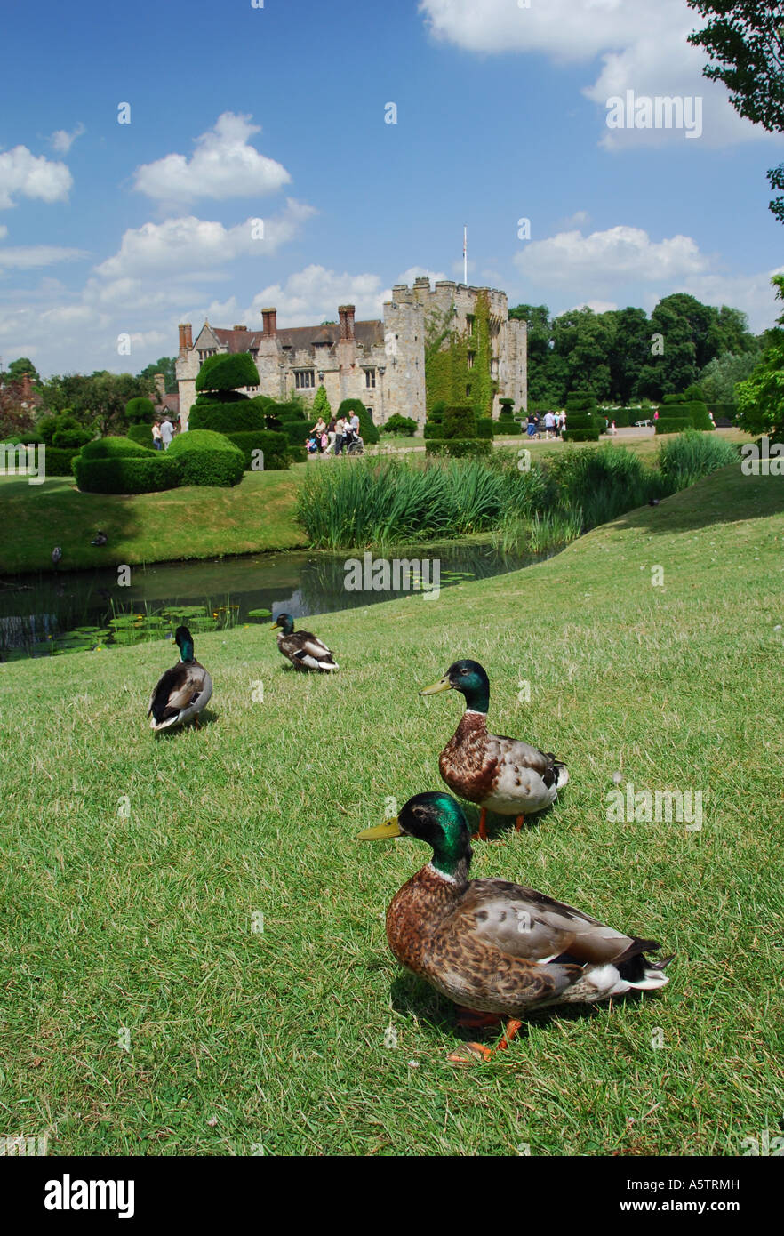 Ducks at hever castle hi-res stock photography and images - Alamy