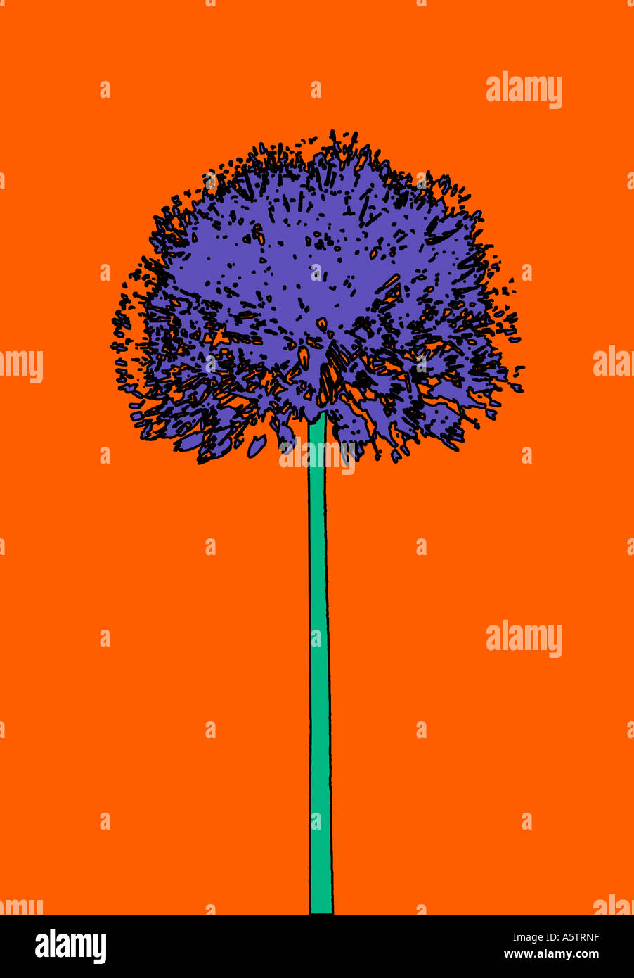 Graphic pattern - Allium illustration Stock Photo - Alamy