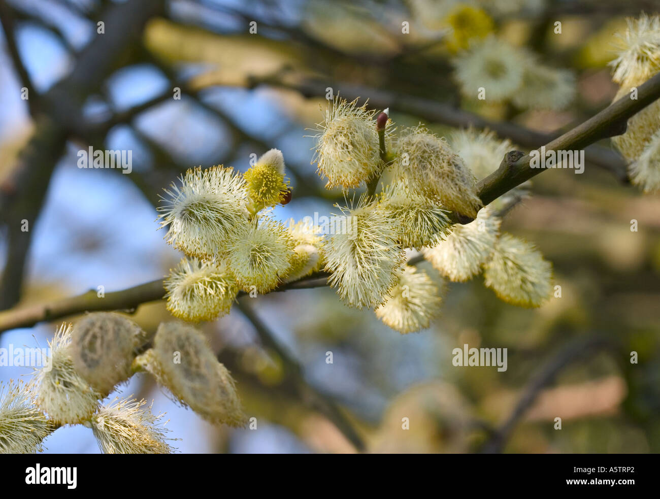 Furry Catkin High Resolution Stock Photography and Images - Alamy