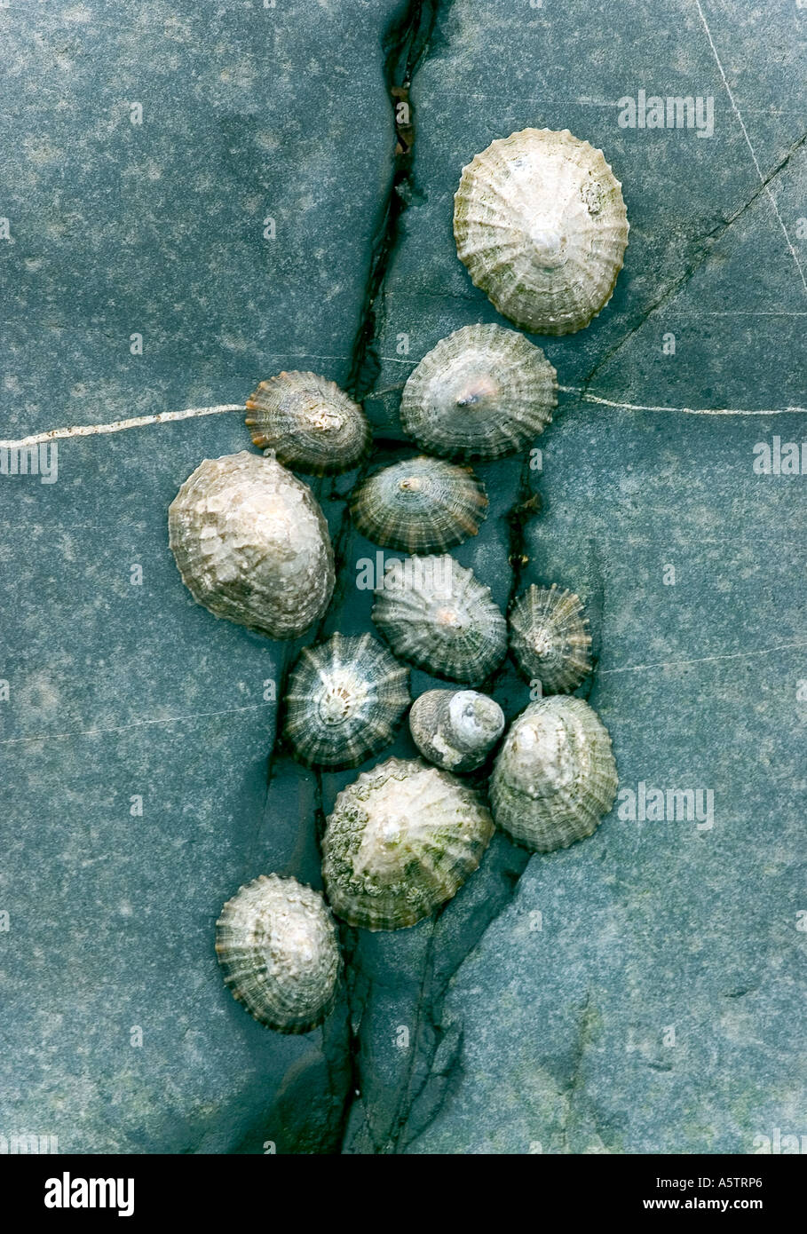 COMMON NAME: Limpets Stock Photo - Alamy