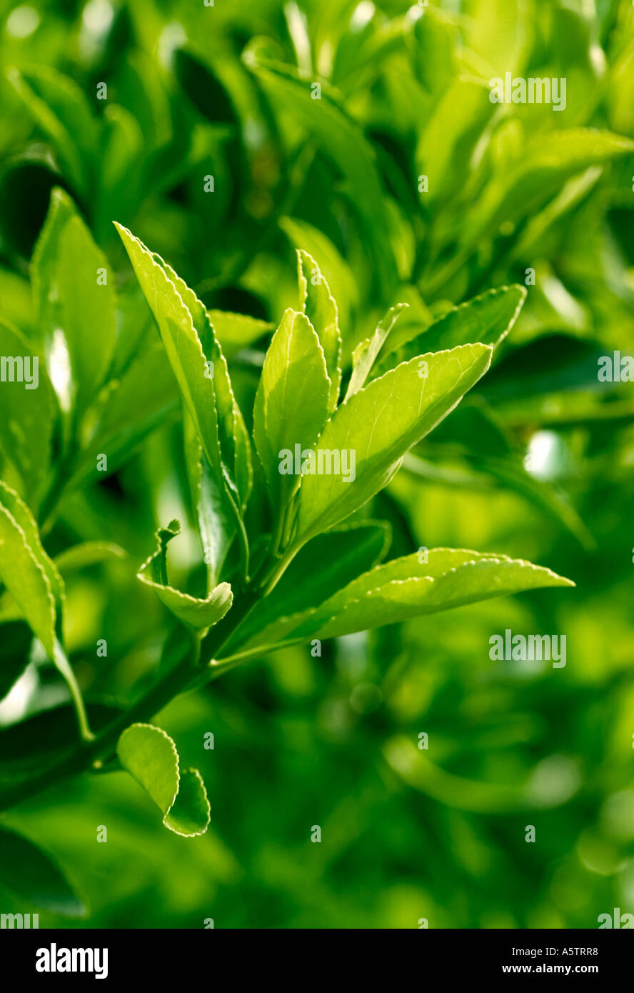 Foliage hi-res stock photography and images - Alamy