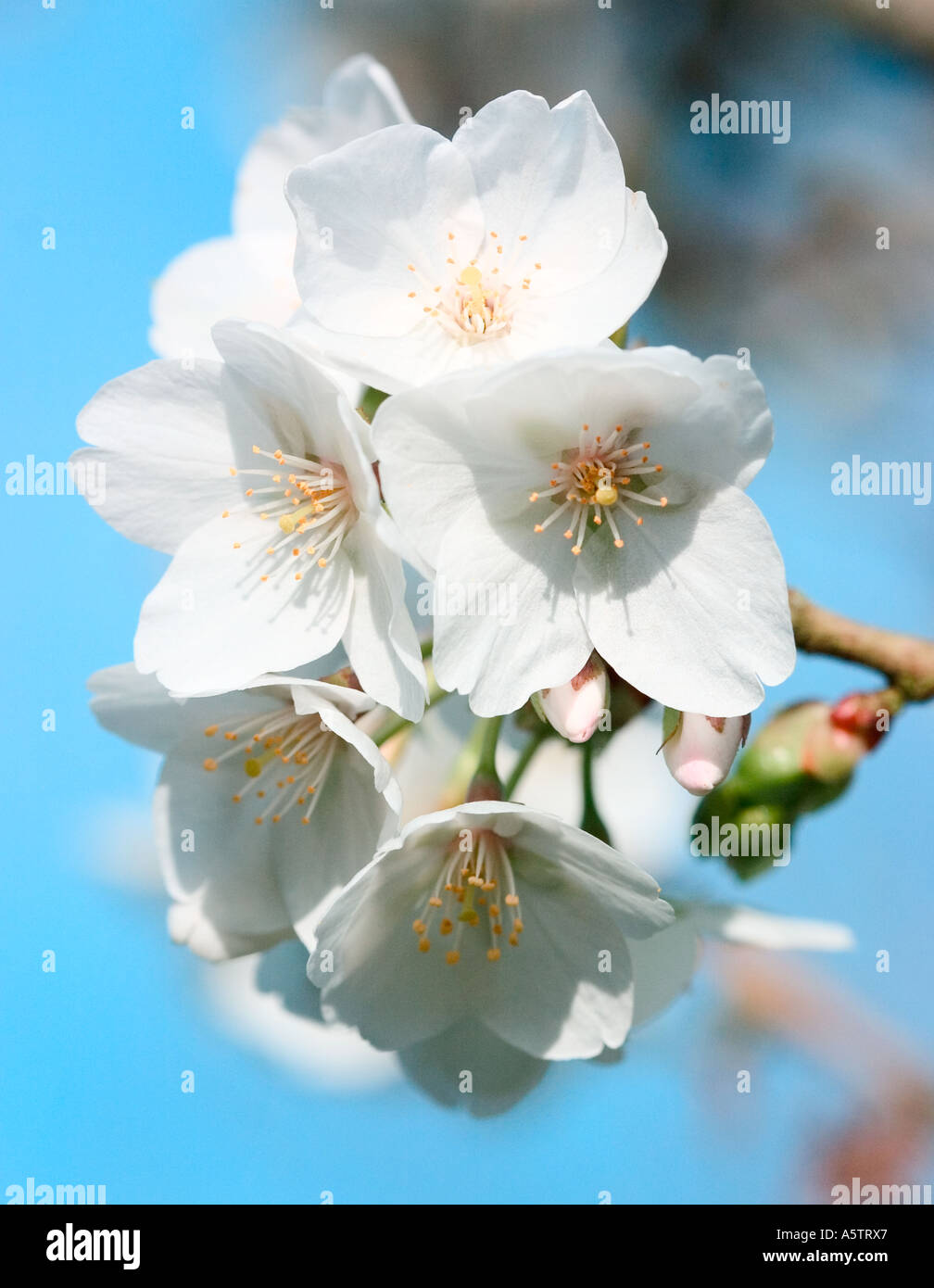 COMMON NAME: Spring Blossom Stock Photo - Alamy