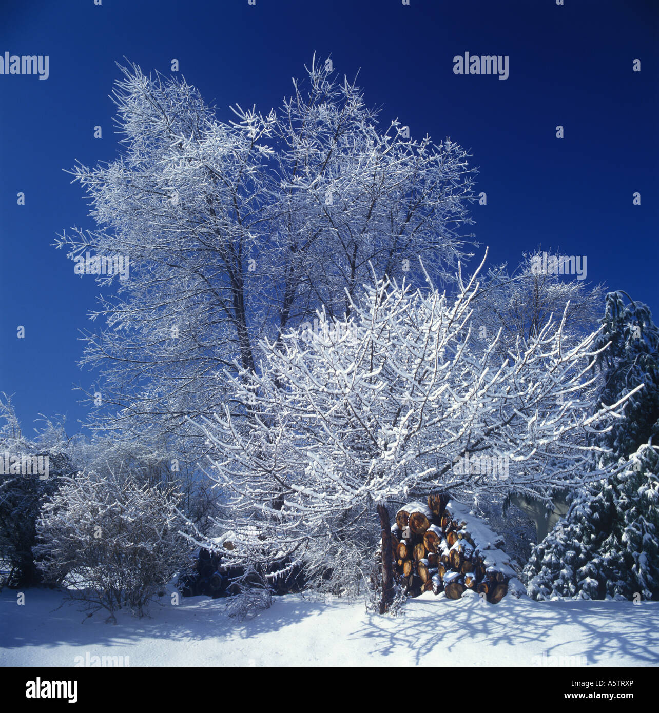 Ice Snow Covered Trees And Grass With Wood Pile, Pennsylvania, USA ...