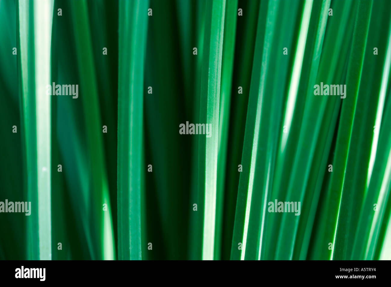 Graphic Pattern - Grass Stock Photo - Alamy