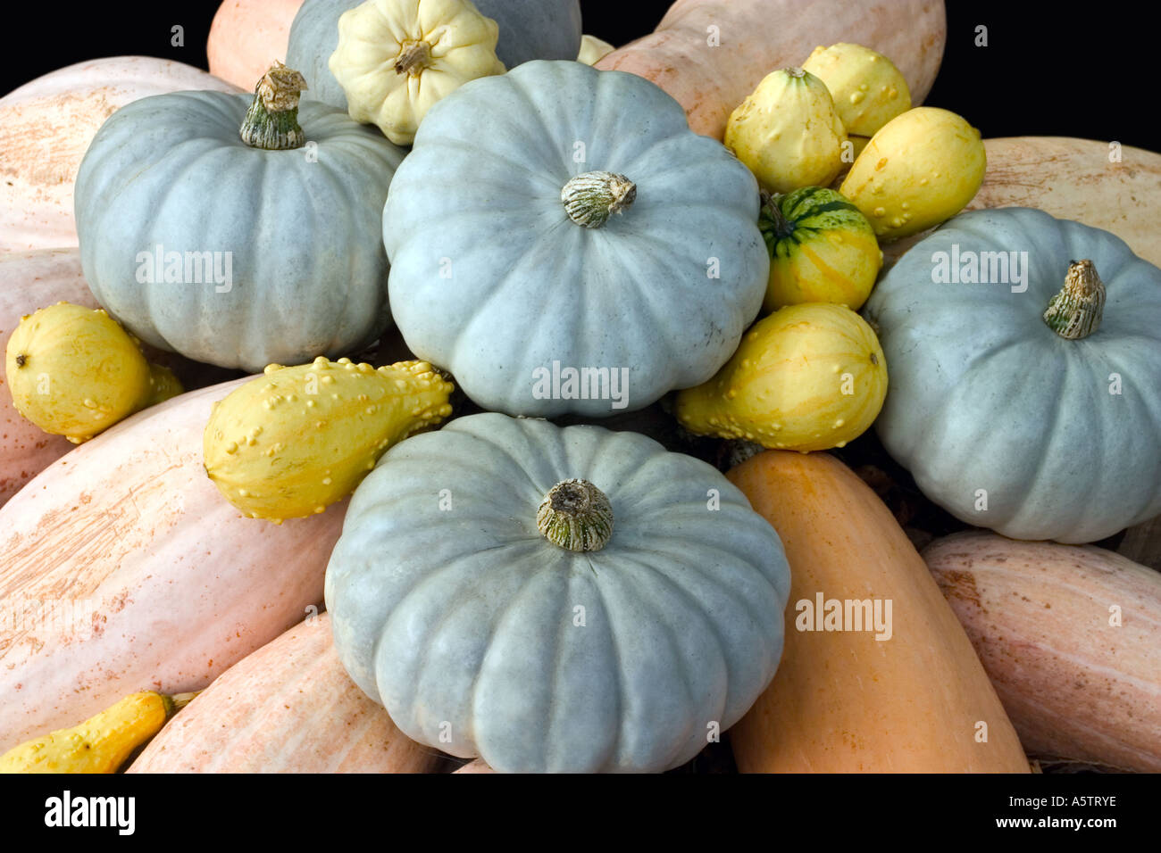 Names Of Squash