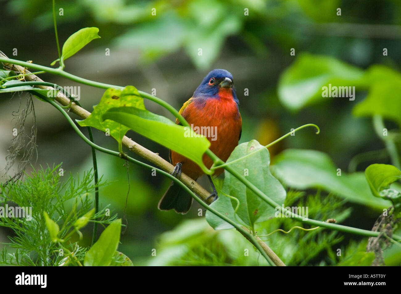 Bunting bird hi-res stock photography and images - Alamy