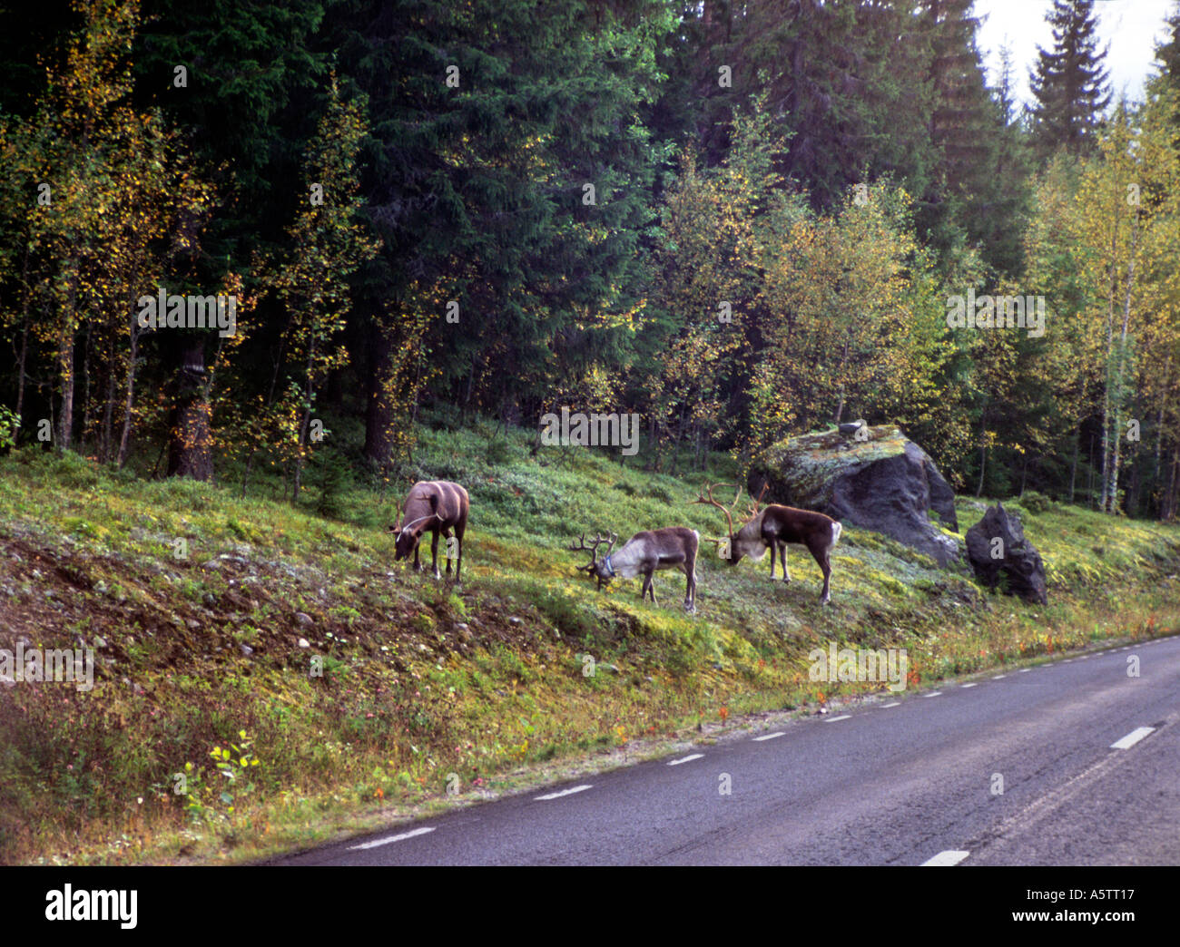 Reindeer at the roadside hi-res stock photography and images - Alamy