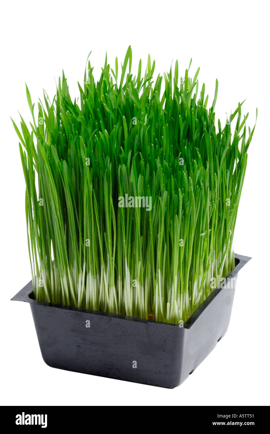 Grass silhouette wheat Cut Out Stock Images & Pictures - Alamy