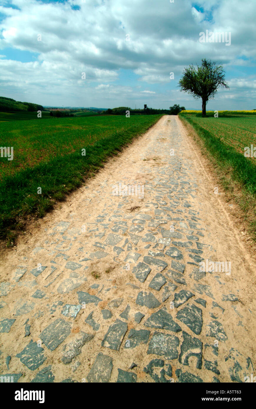empty field track with old cobbles leading into the horizon Stock Photo ...