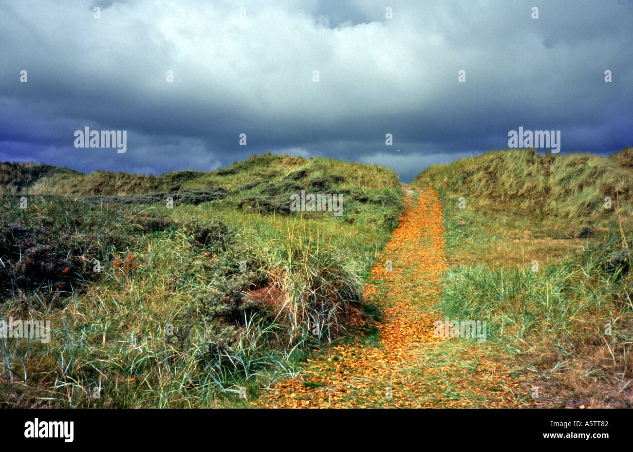 stormy clouds over a foot path in dunes at the beach of North Sea in ...