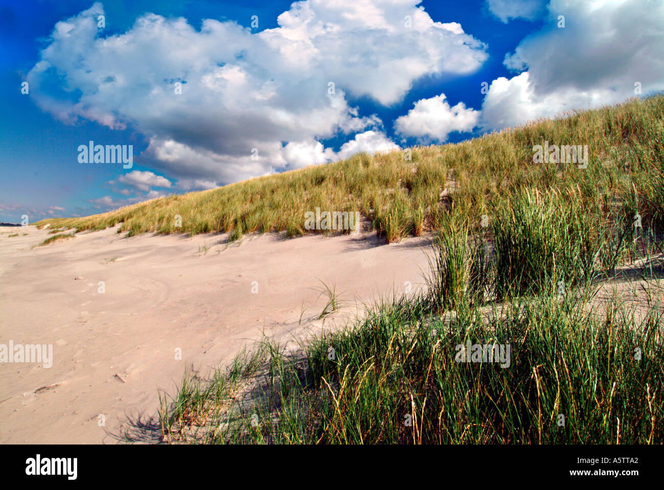 vegetation on dunes at the beach of the North Sea in Denmark Stock ...