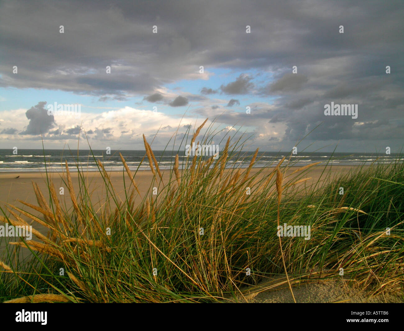 vegetation on dunes at the beach of the North Sea in Denmark Stock ...