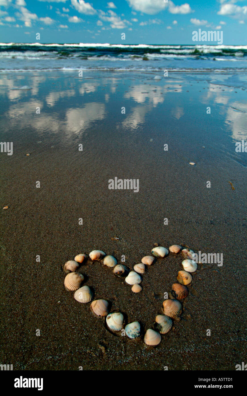 heart made of mussels in sand on the beach of the North Sea in Denmark ...