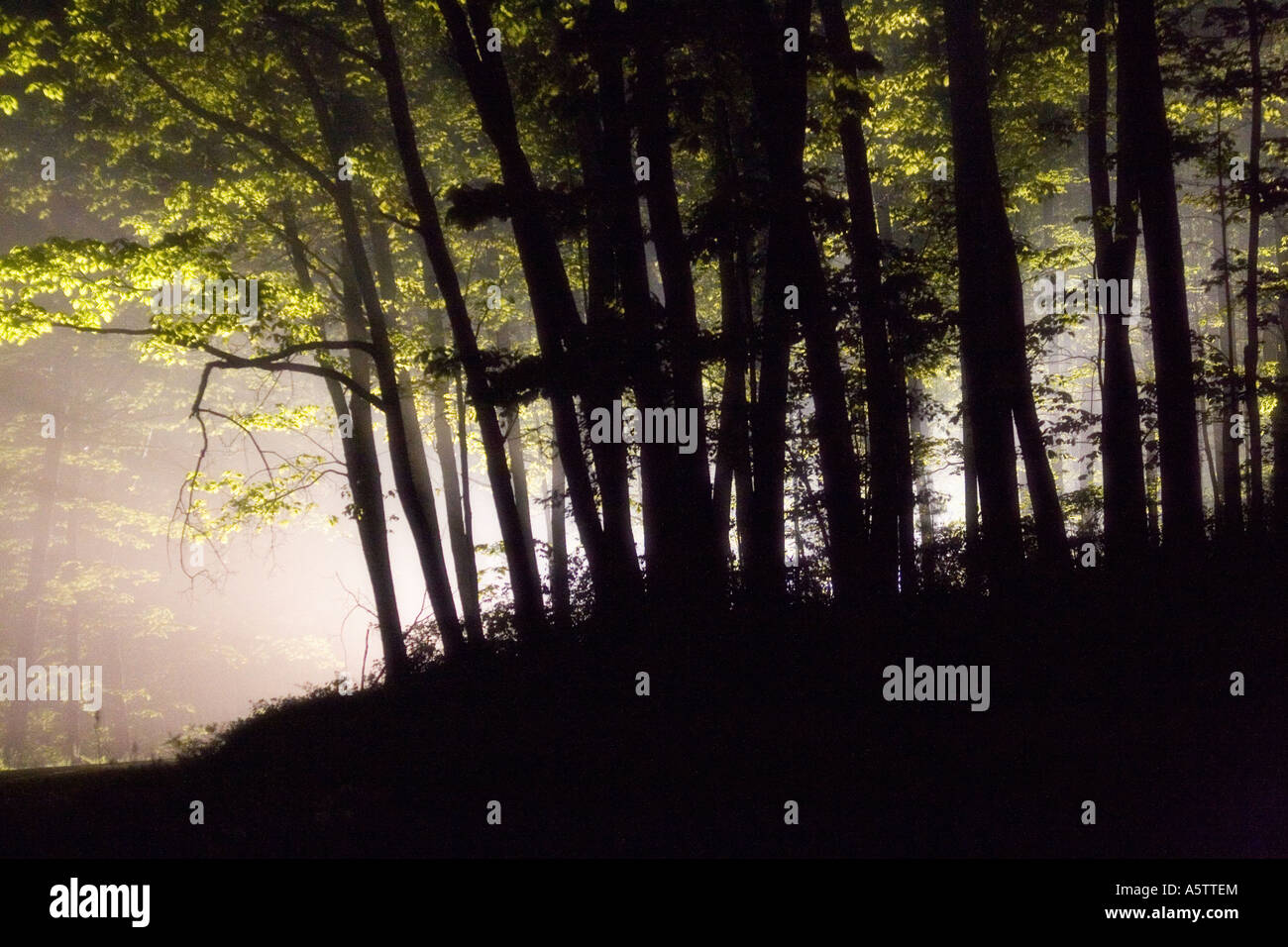 Light from car coming through trees at night, United States Stock Photo ...