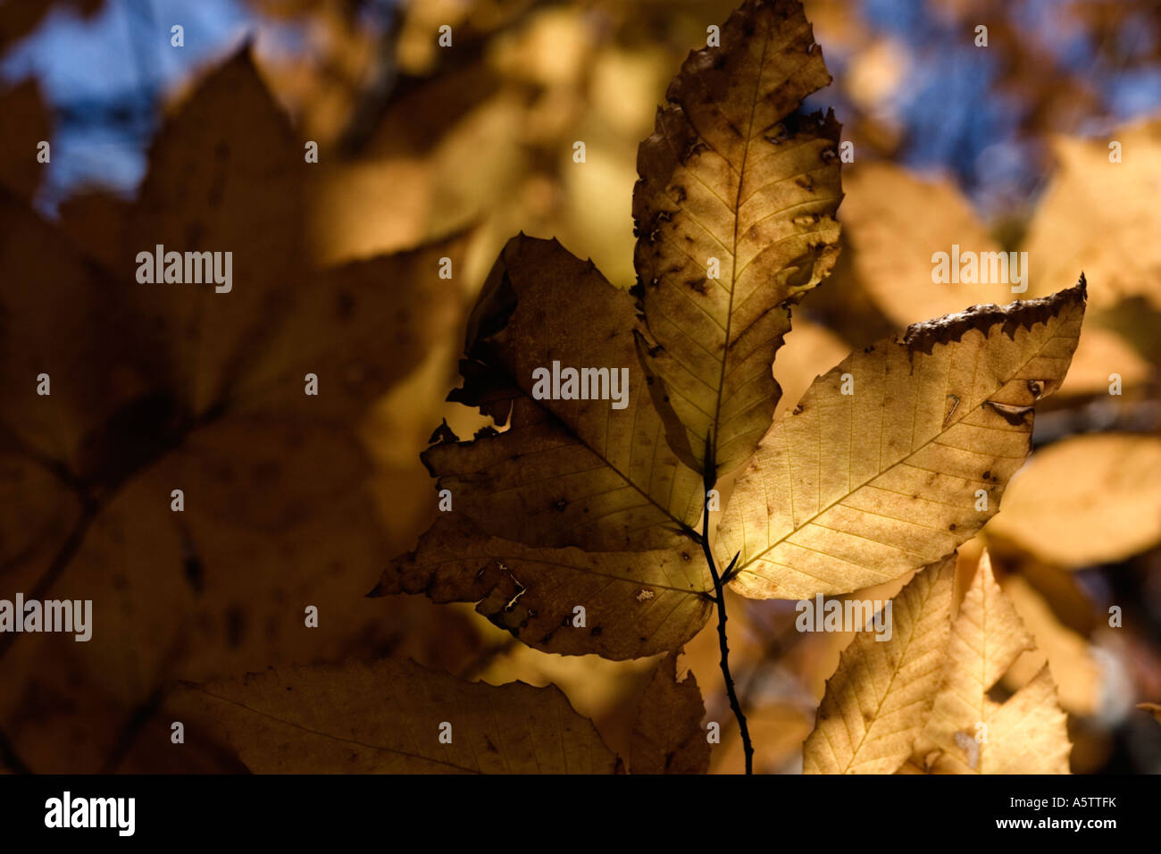 Den leaves hi-res stock photography and images - Alamy