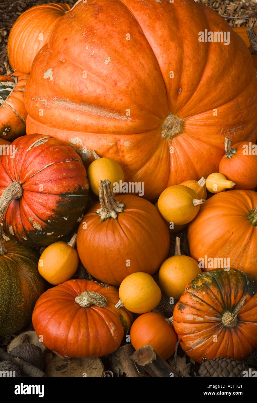 COMMON NAME Pumpkin Squash LATIN NAME Curcubita Pepo Stock Photo common-name-pumpkin-squash-latin-name-curcubita-pepo-stock-photo