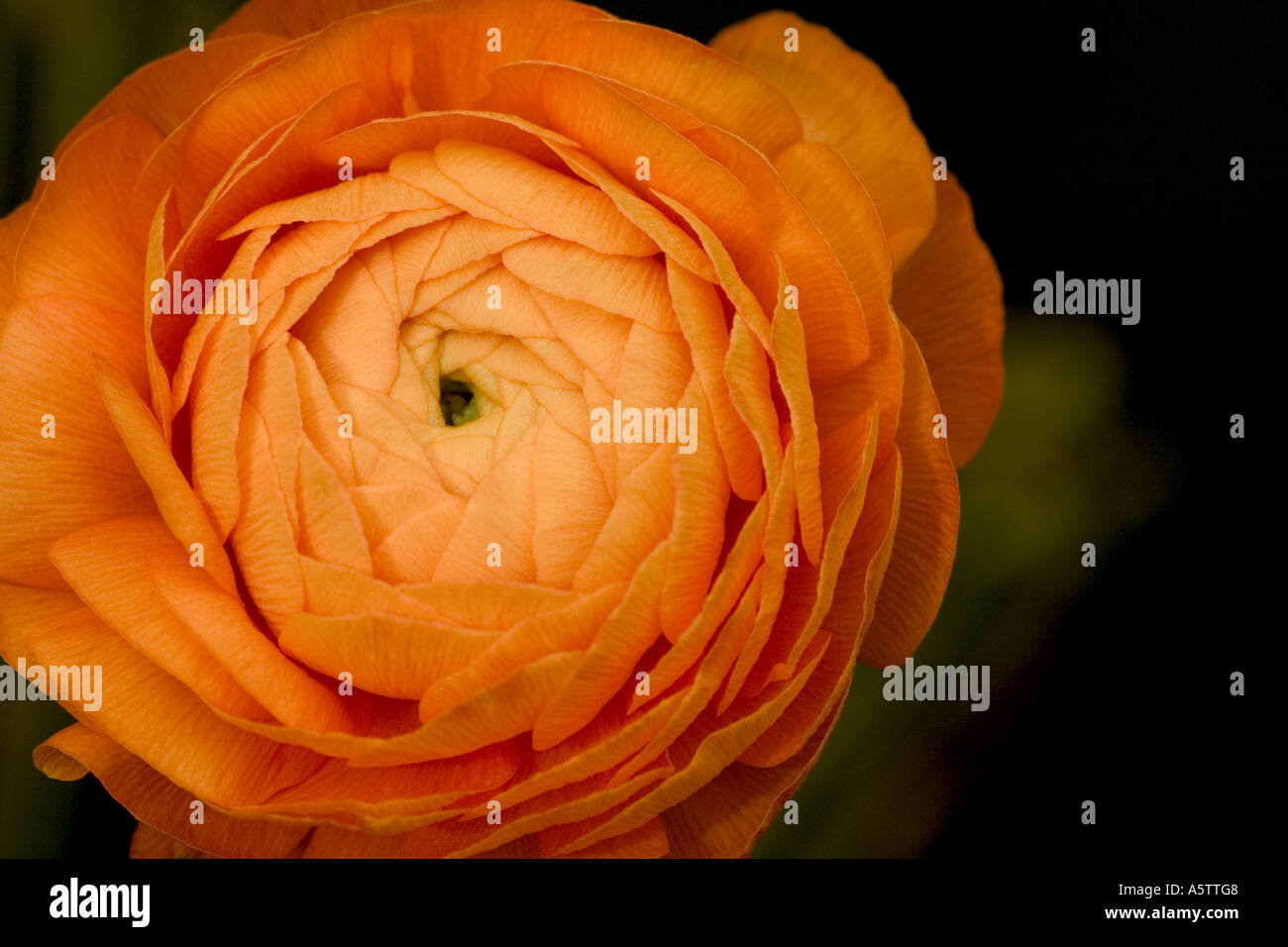 Orange ranunculus single flower hi-res stock photography and images - Alamy