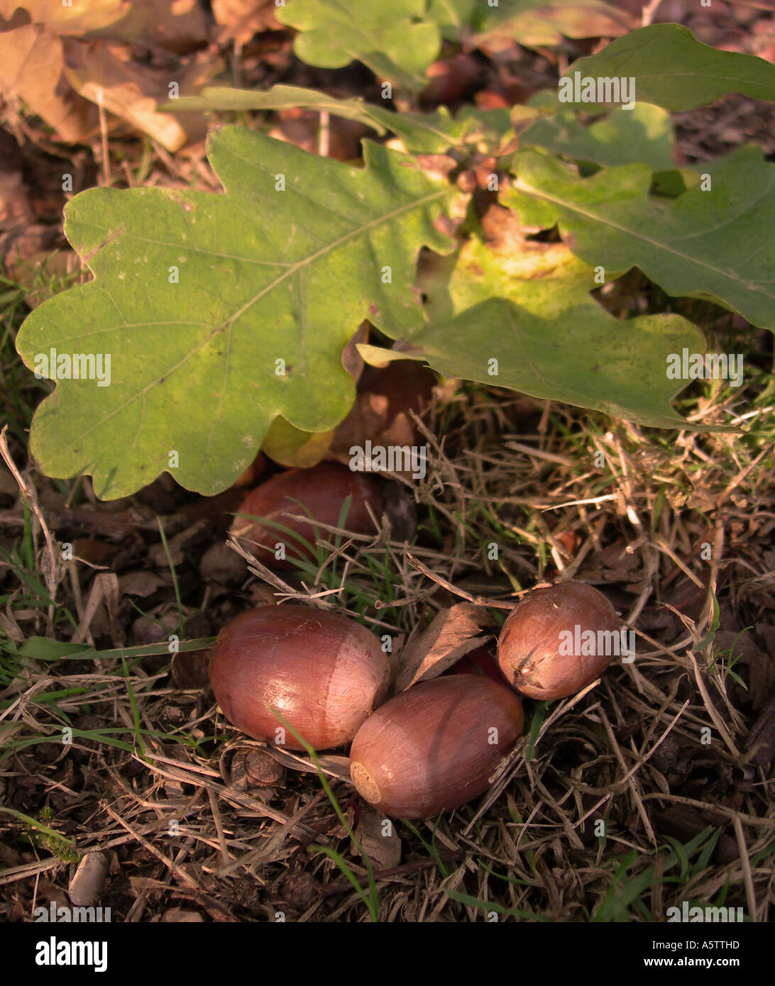 Close up shot of Acorns with oak tree leaves in soft, warm light Stock ...