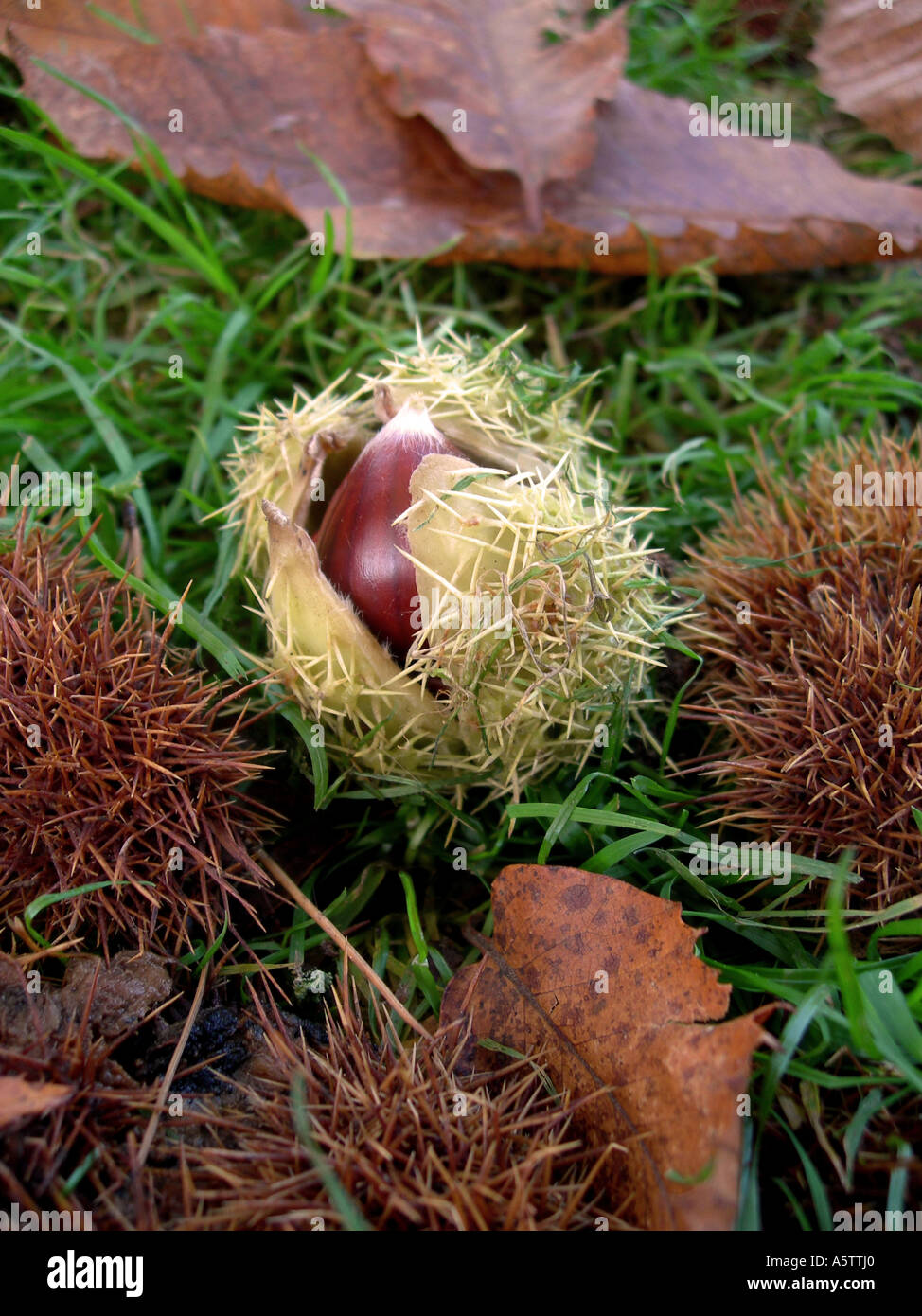 Chestnut open prickly shell hi-res stock photography and images - Alamy
