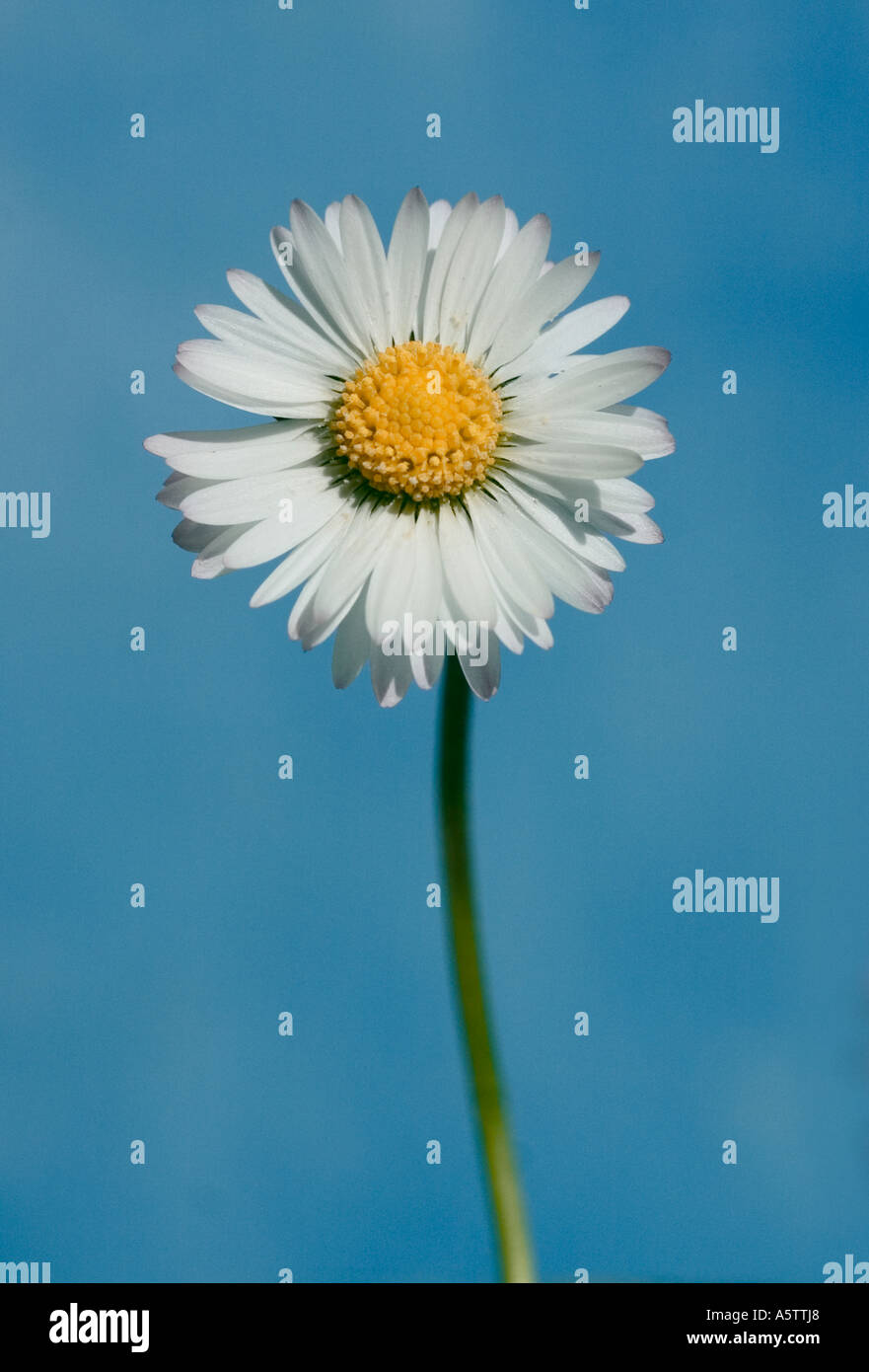 Single Daisy With Stem