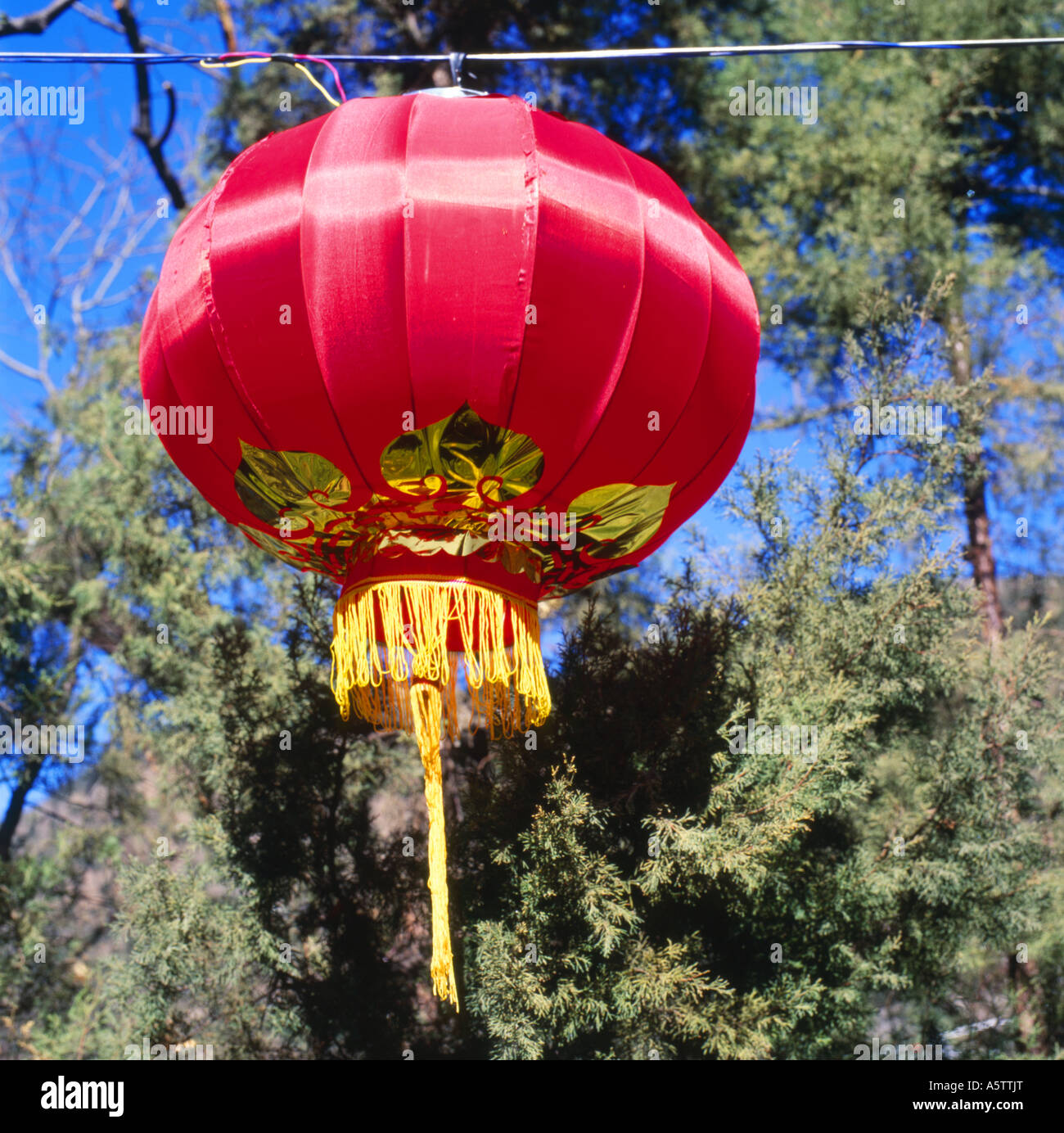 bright red traditional paper lantern against foliage and blue sky ...