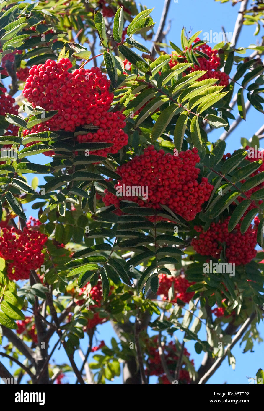 COMMON NAME: Rowan tree LATIN NAME: Sorbus aucuparia Stock Photo - Alamy