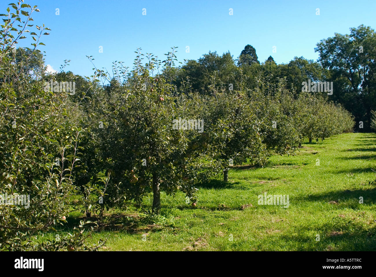 Apple latin name hi-res stock photography and images - Alamy