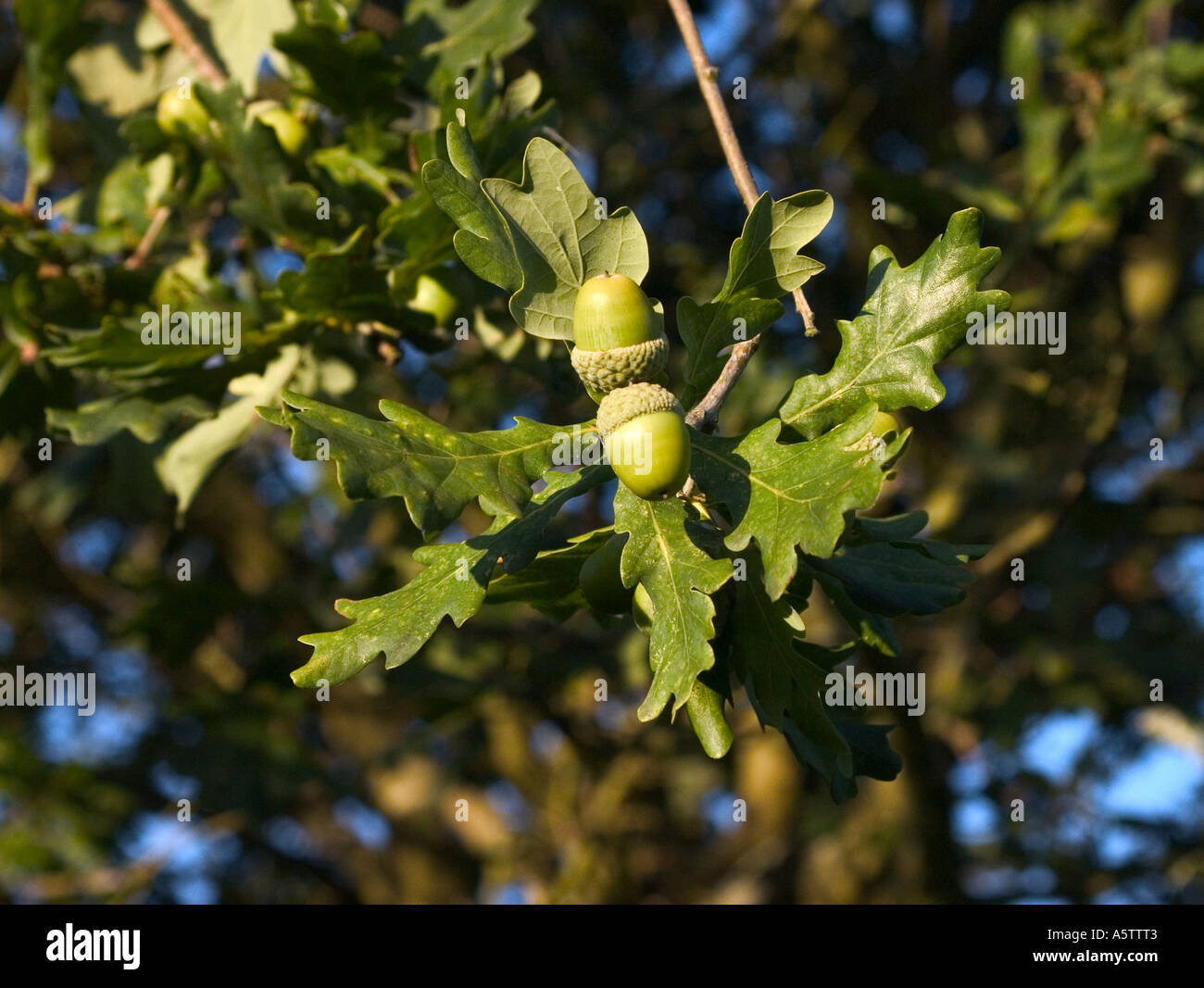 Acorn growing on quercus robur hi-res stock photography and images - Alamy