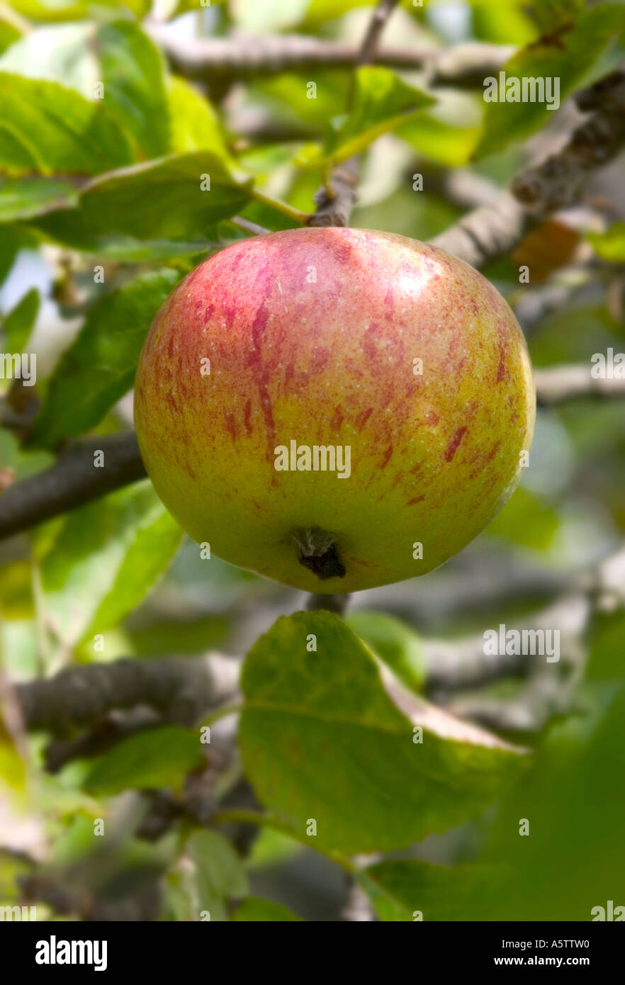 Apple fruit tree rosy growing shiny hi-res stock photography and images ...
