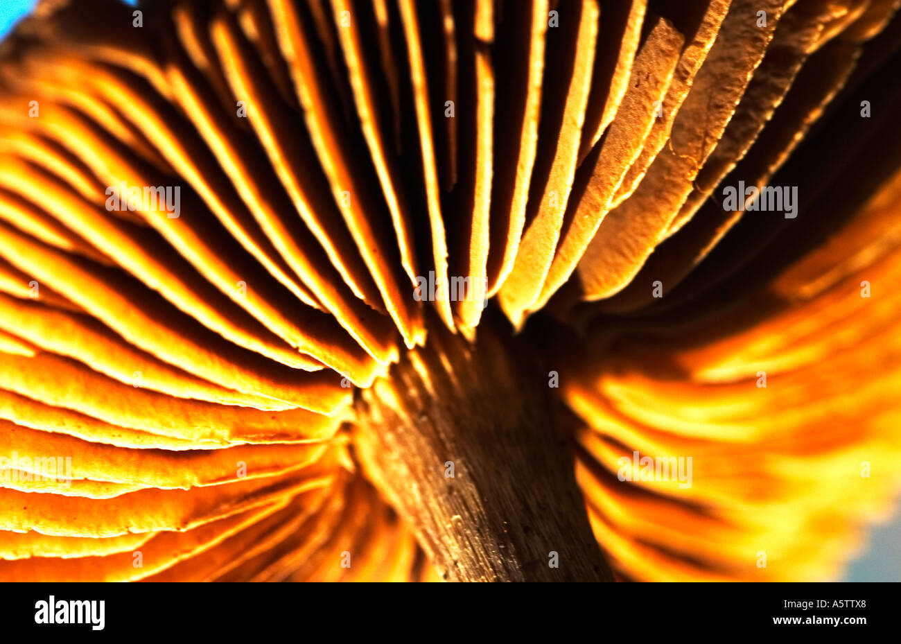 Close up detail of the underside of a toadstool Stock Photo - Alamy