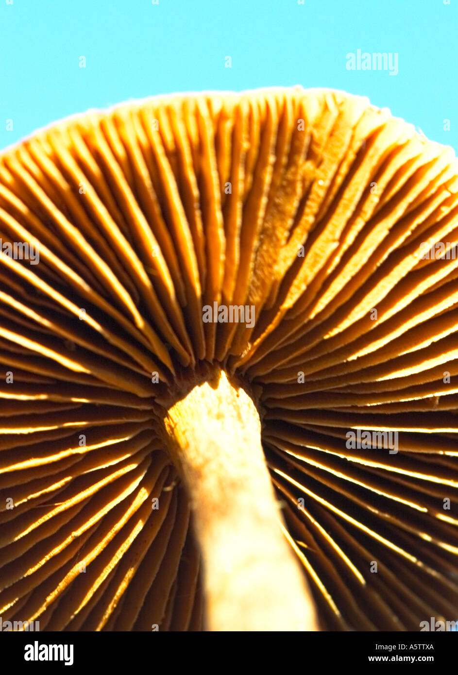 Abstract of toadstool gills hi-res stock photography and images - Alamy