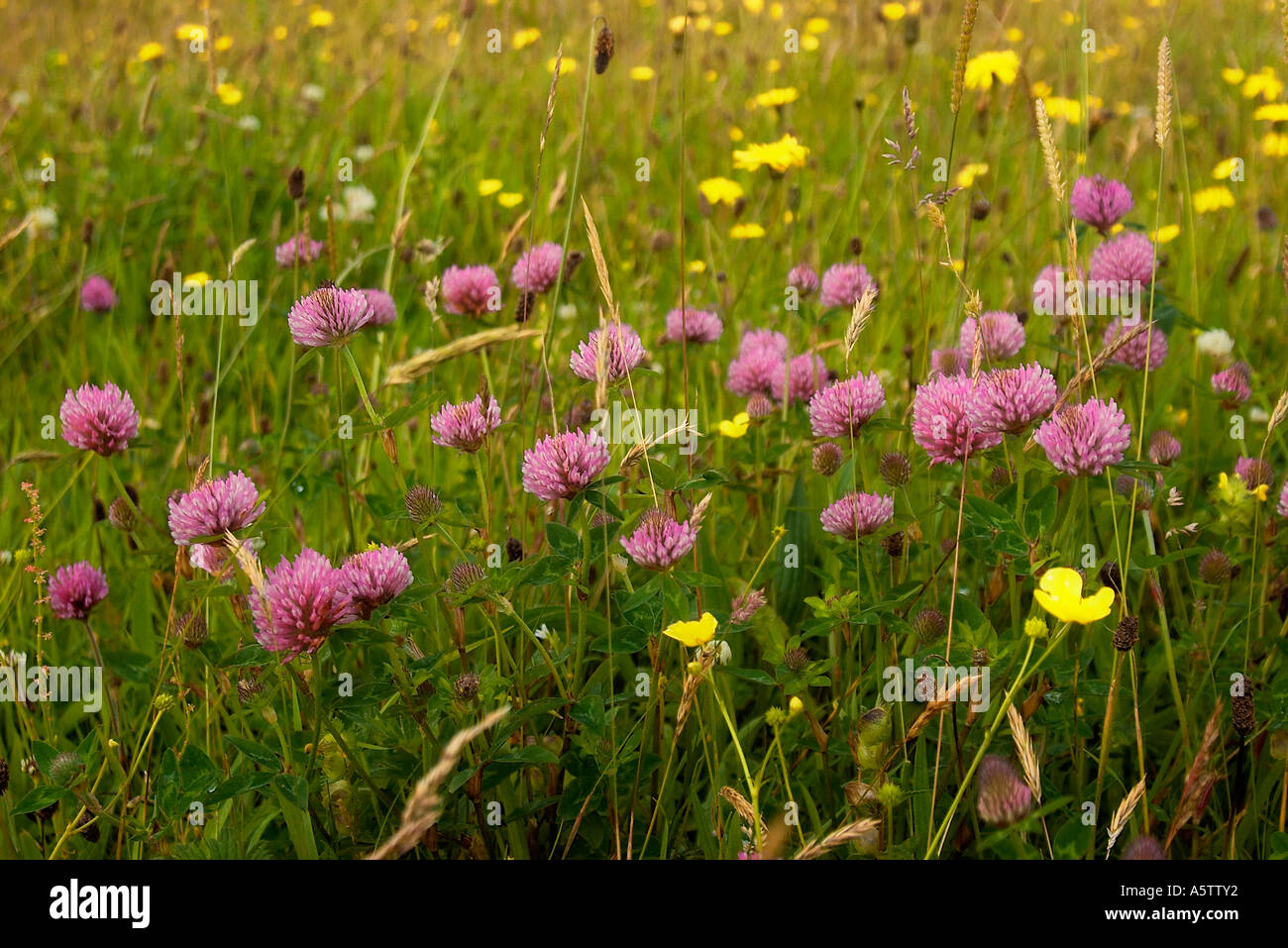 Red Clover in a wildflower hay meadow Stock Photo - Alamy
