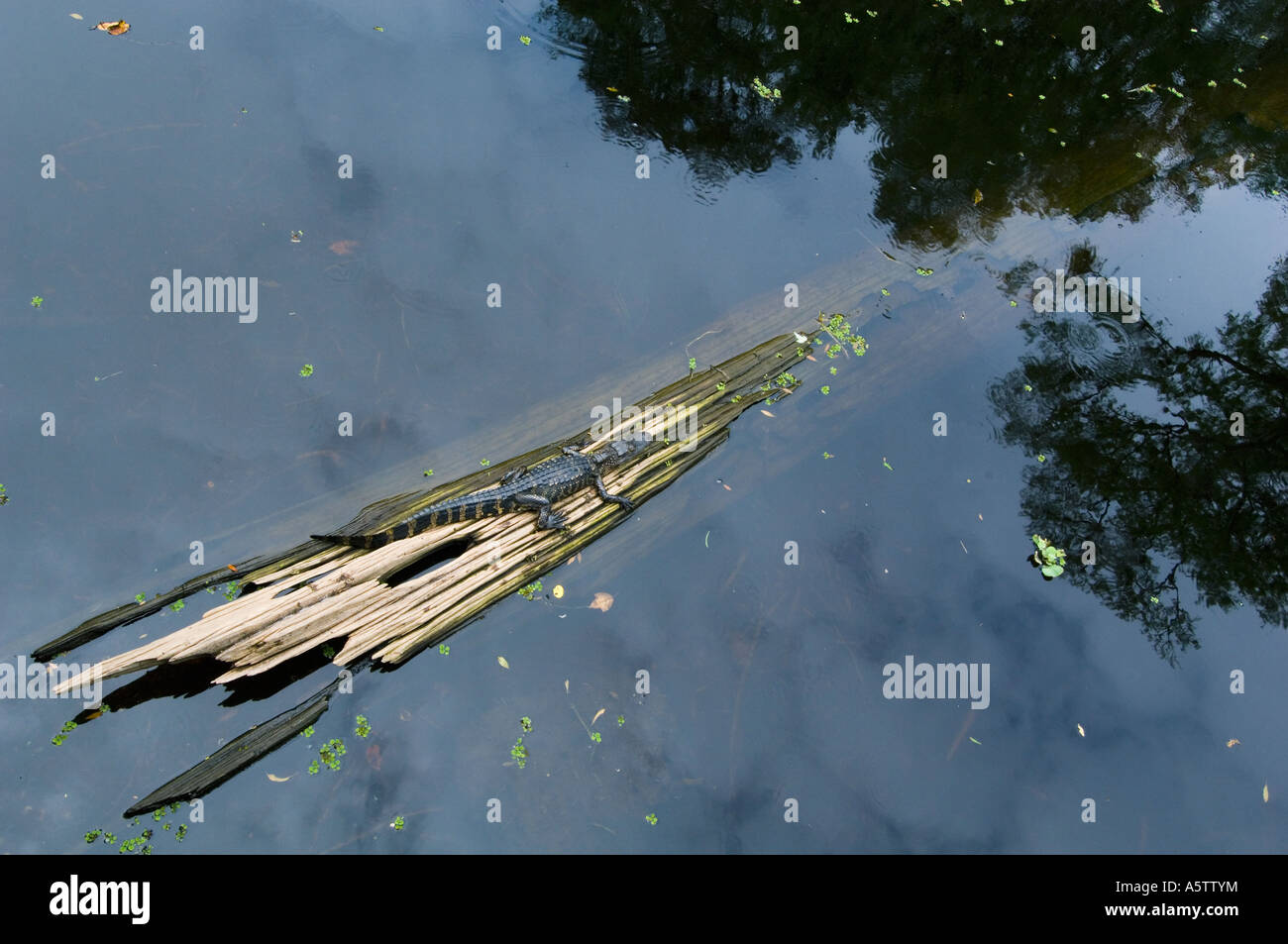 American Alligator, juvenile on log, AUDUBON CORKSCREW SWAMP Sanctuary ...