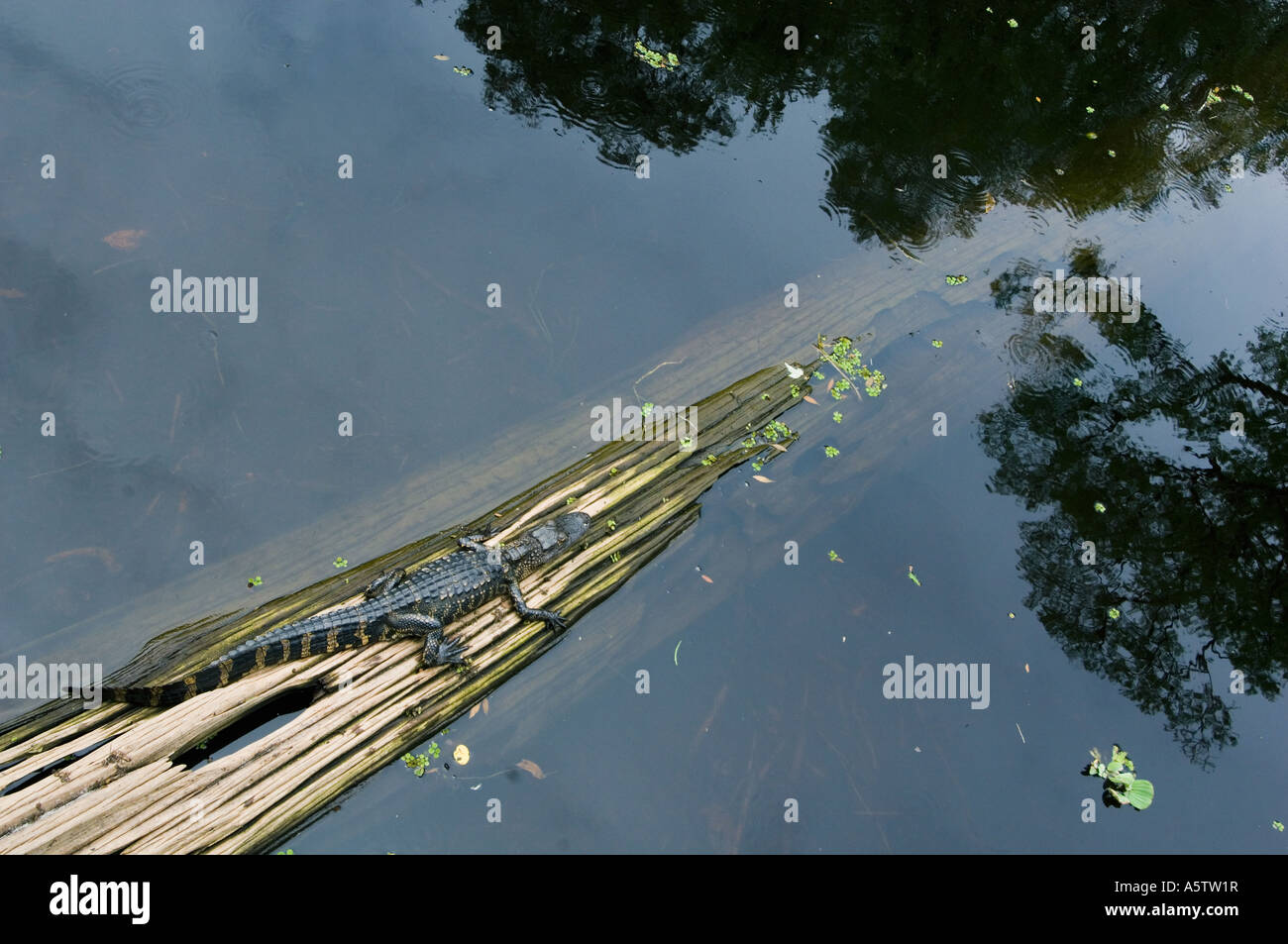 American Alligator, juvenile on log, AUDUBON CORKSCREW SWAMP Sanctuary ...