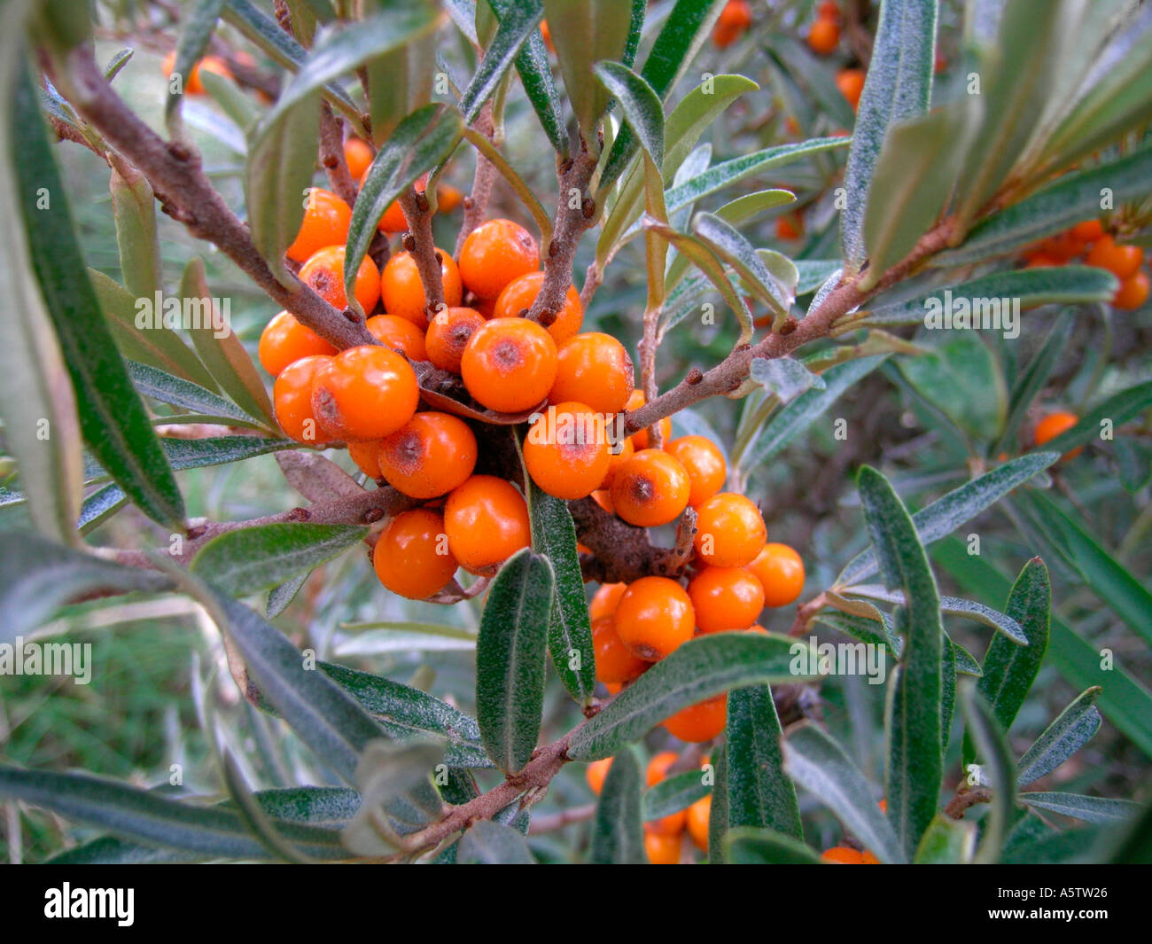 sallow thorn Hippophae rhamnoides braches and berries Stock Photo - Alamy