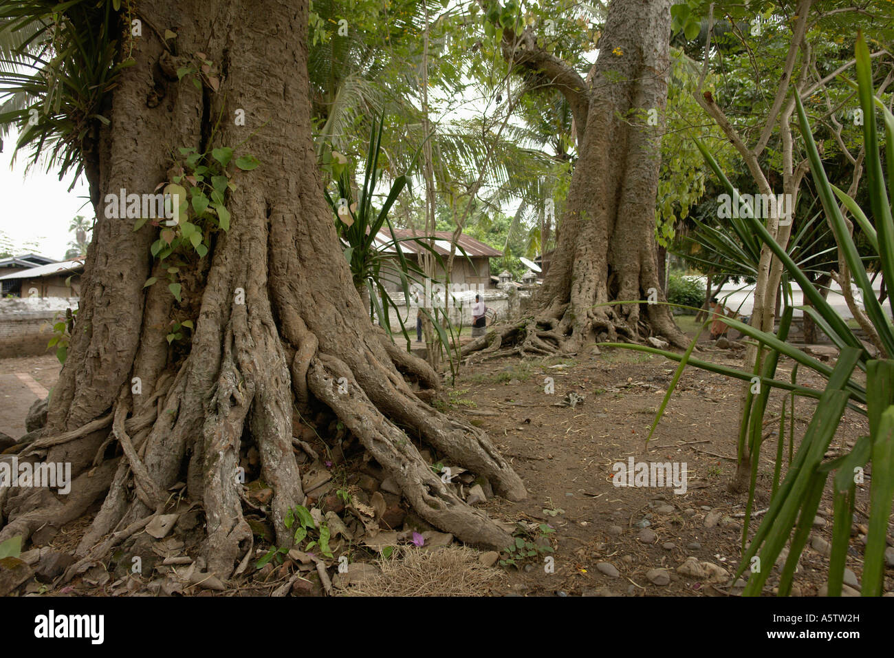 Painet jf5713 laos old trees wat xieng thong luang prabang asia se ...