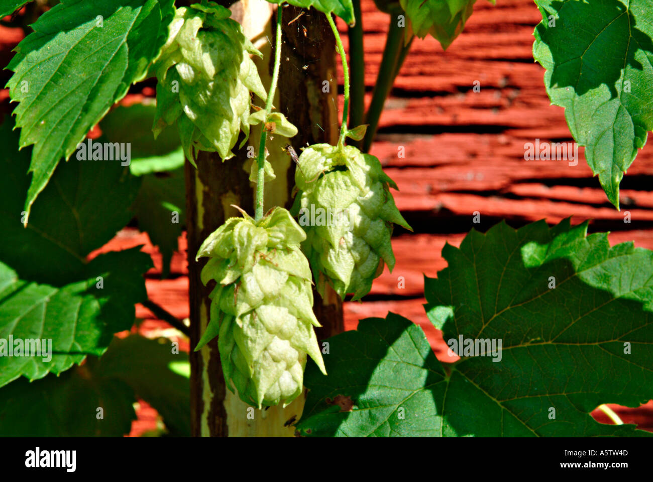 Blooming hops hi-res stock photography and images - Alamy