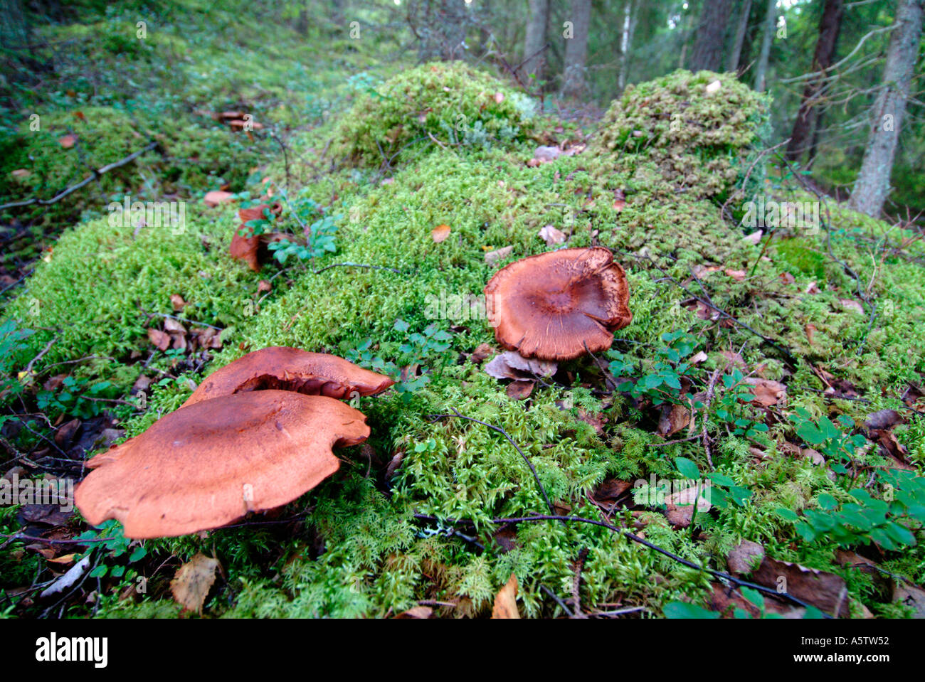mushrooms in forest Stock Photo - Alamy
