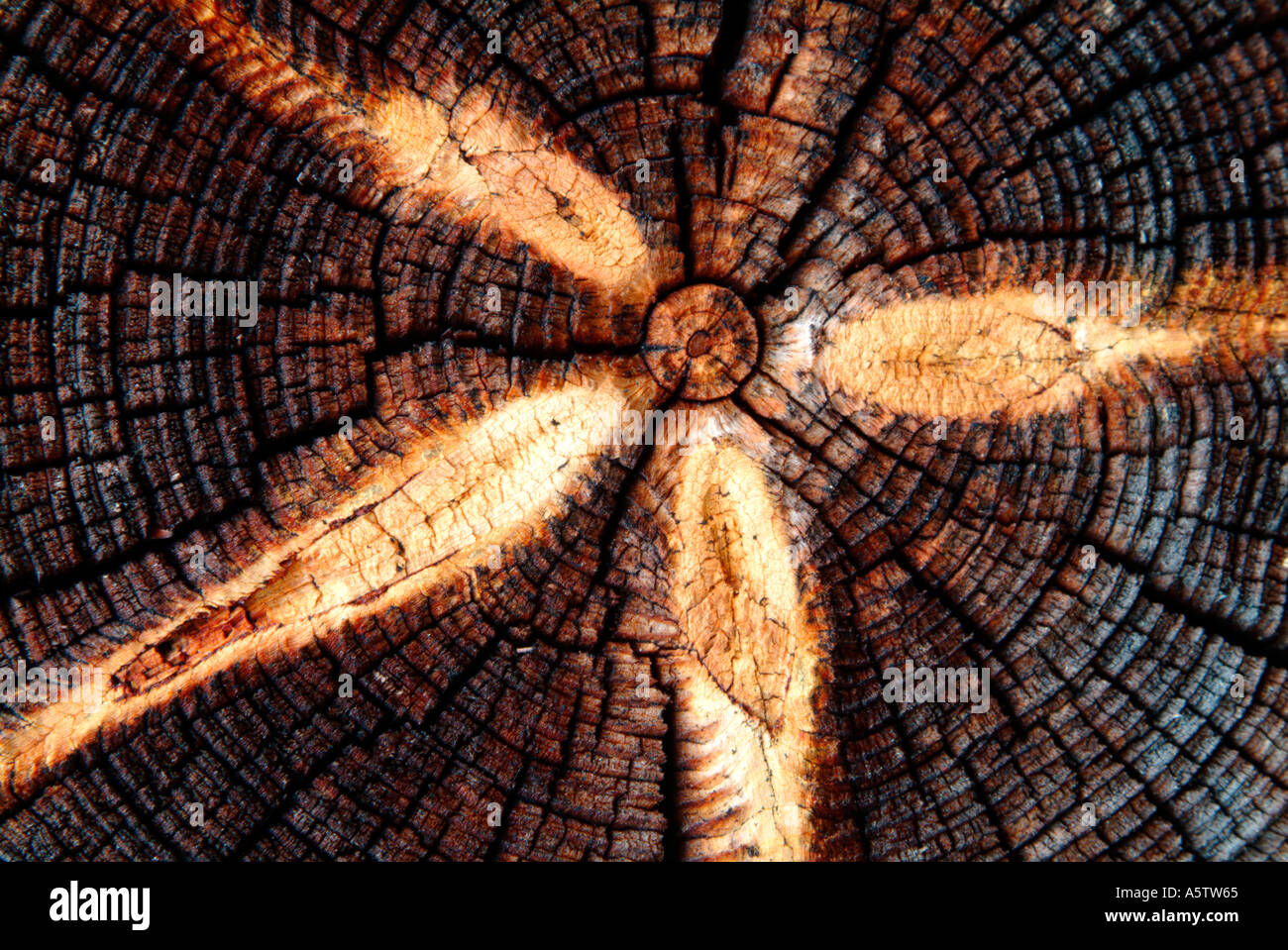 old weather beaten wood with a pattern like a flower Stock Photo - Alamy