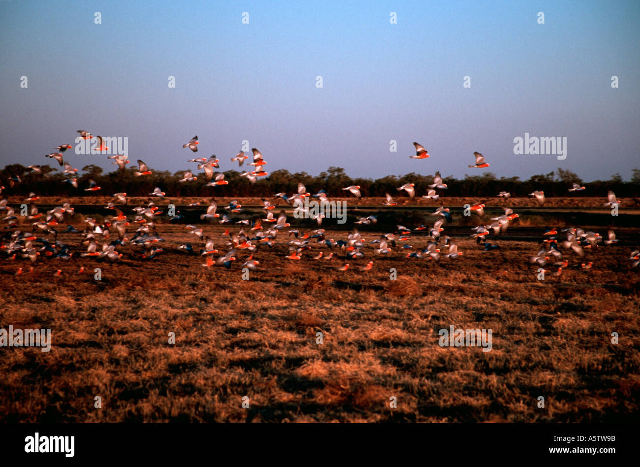 Flying galah hi-res stock photography and images - Alamy