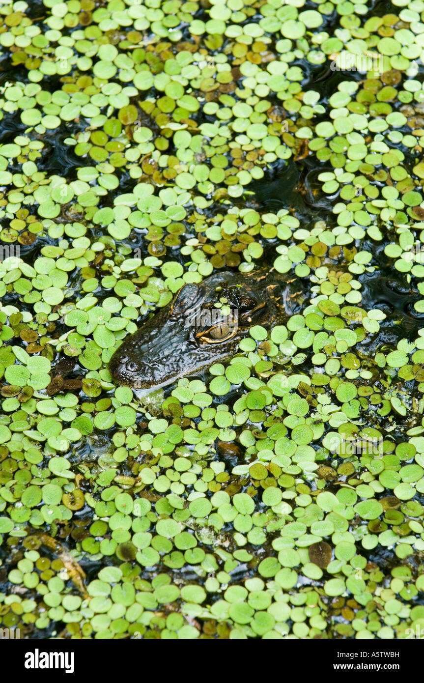 American Alligator (Alligator mississippiensis) In duckweed, Audubon ...