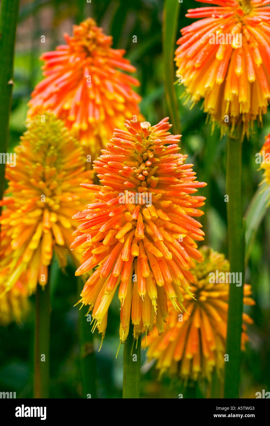 COMMON NAME: Red hot poker LATIN NAME: Kniphofia Stock Photo - Alamy