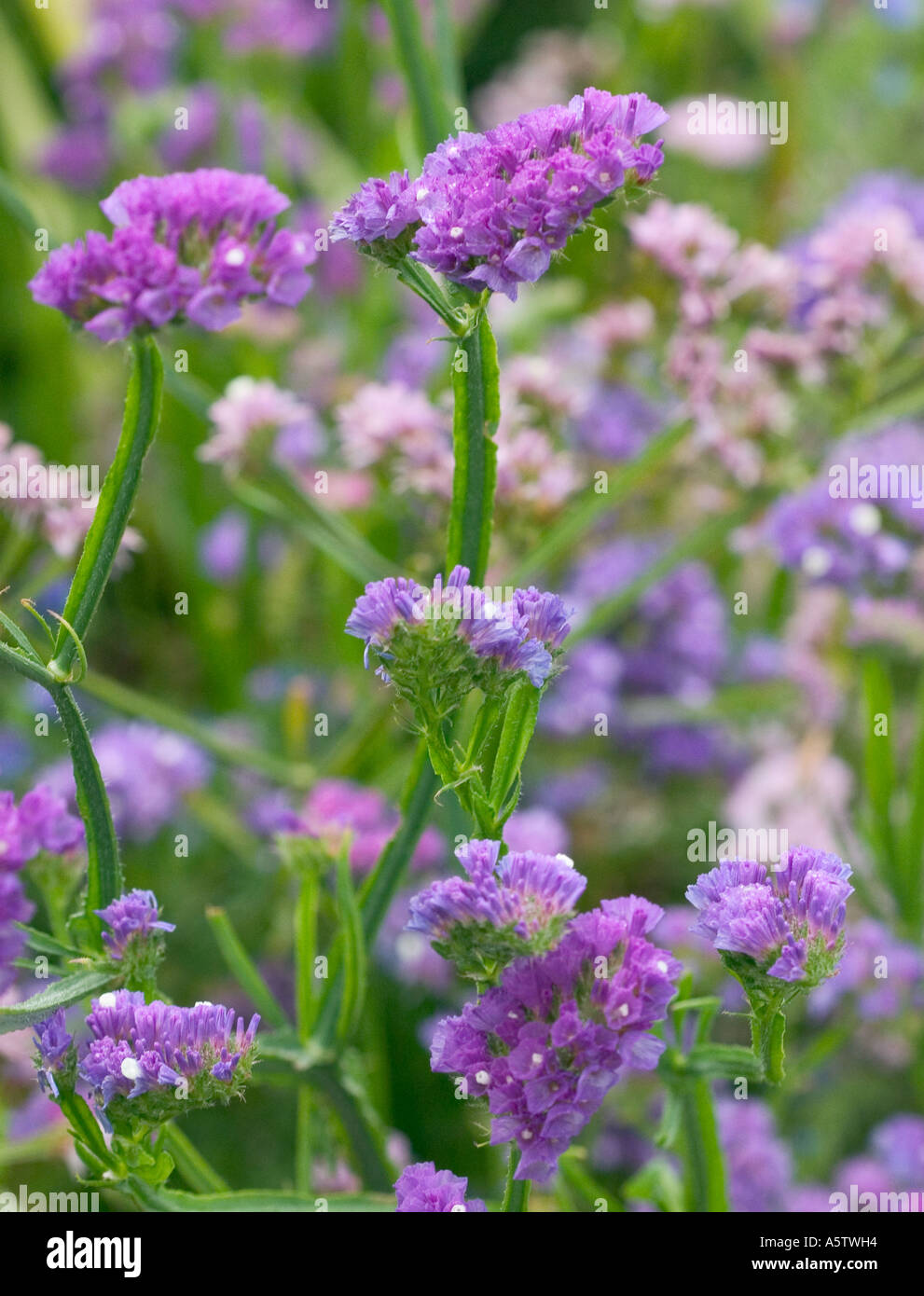COMMON NAME:Statice LATIN NAME:Statice Stock Photo - Alamy