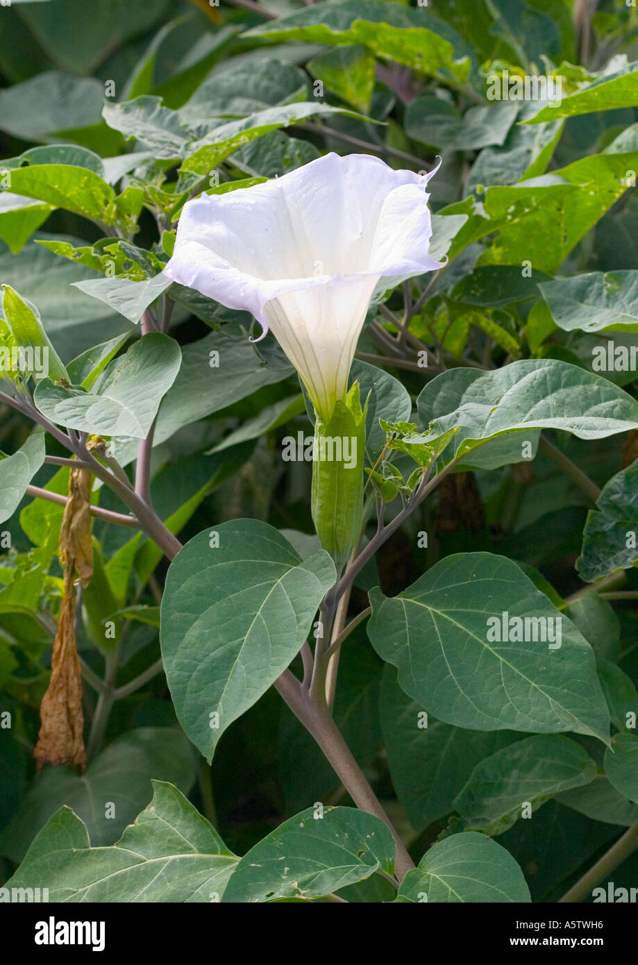 Bind weed hi-res stock photography and images - Alamy