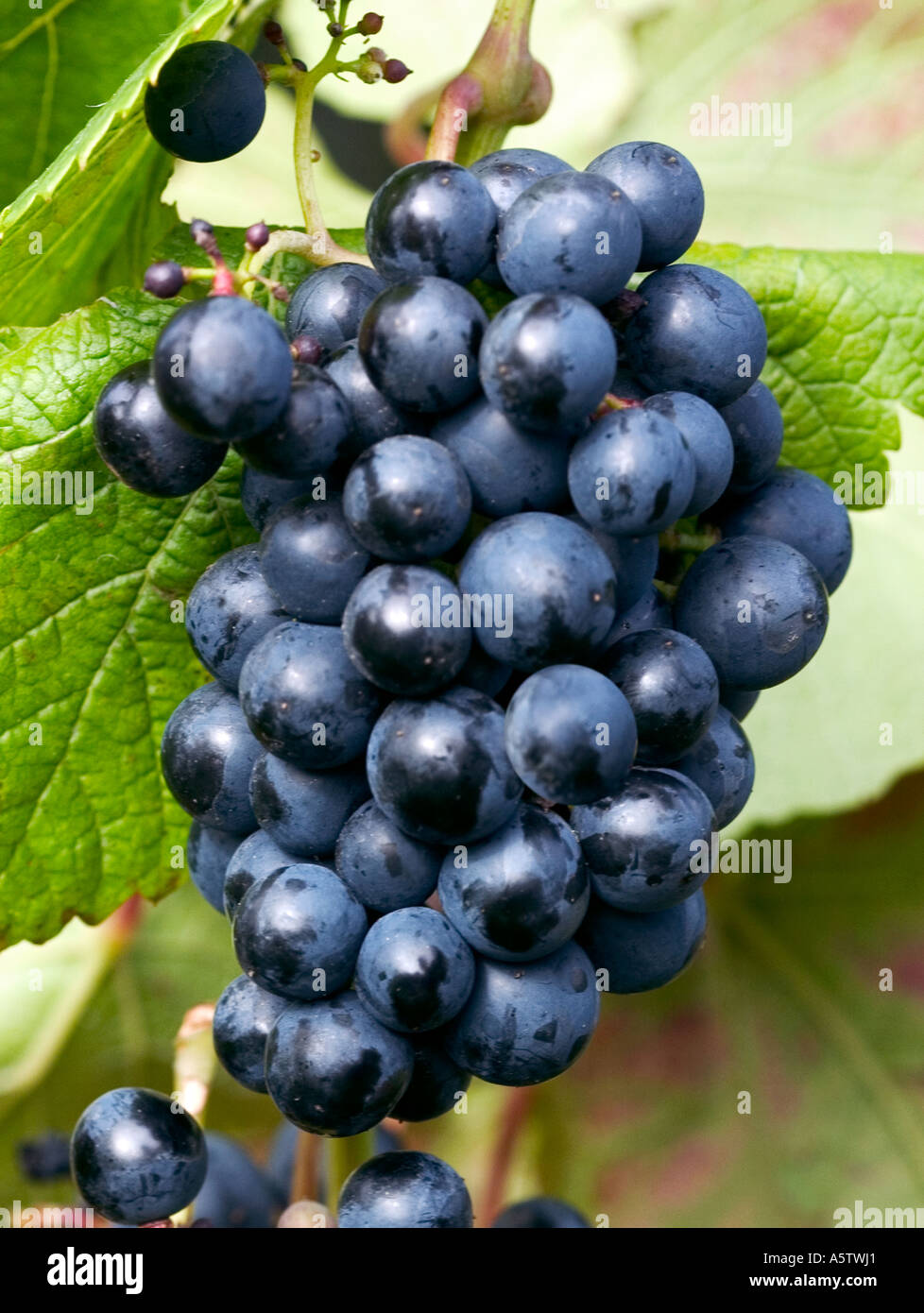 Black grapes shot growing on the vine Stock Photo - Alamy