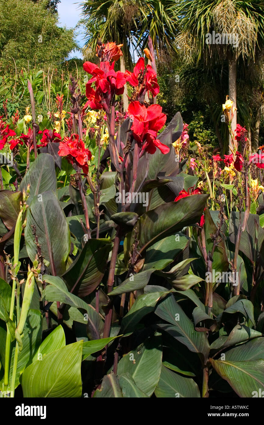 Red canna assault hi-res stock photography and images - Alamy
