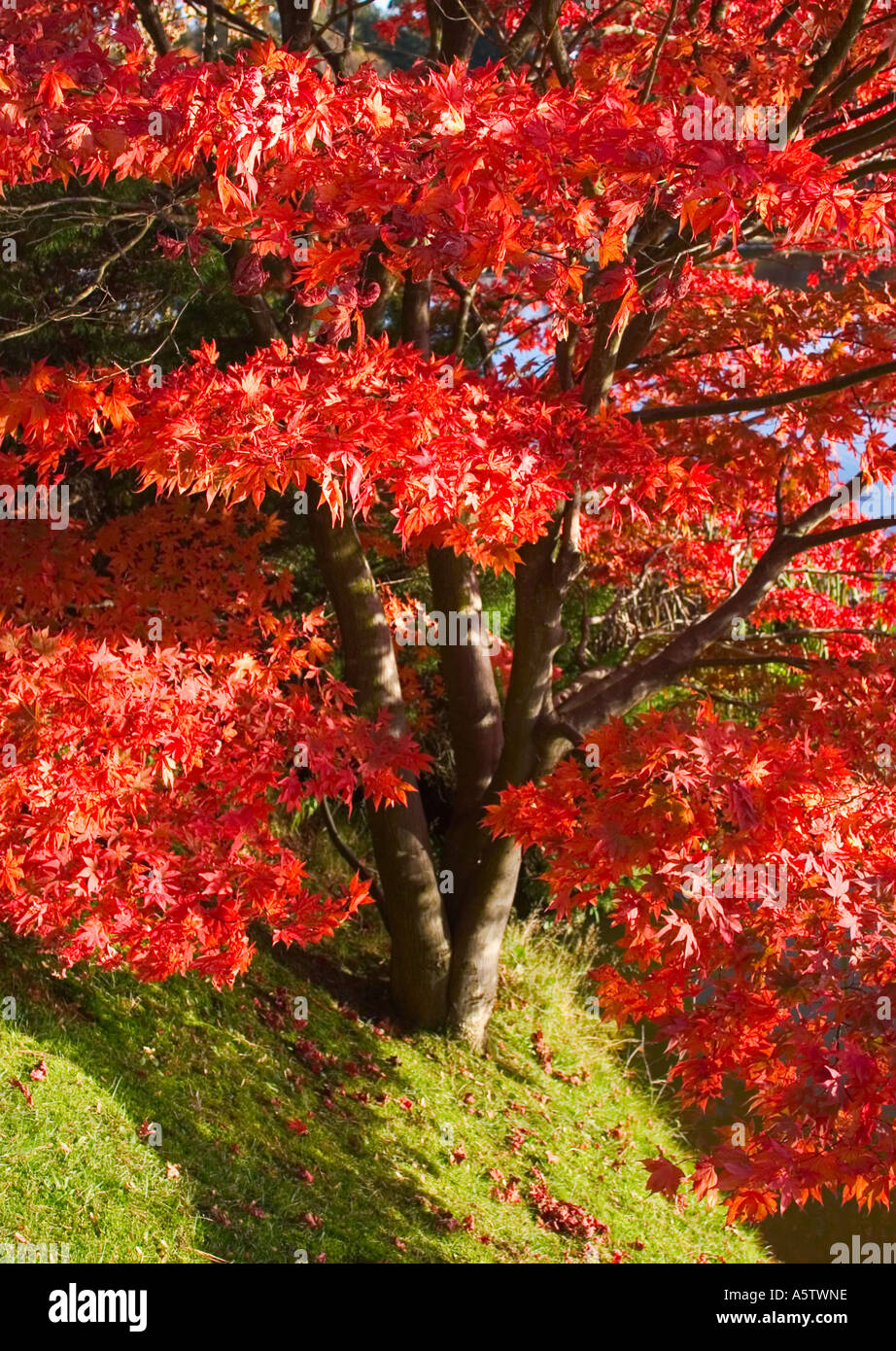 Maple tree 'acer' shot in autumn when the leaves are bright red Stock ...