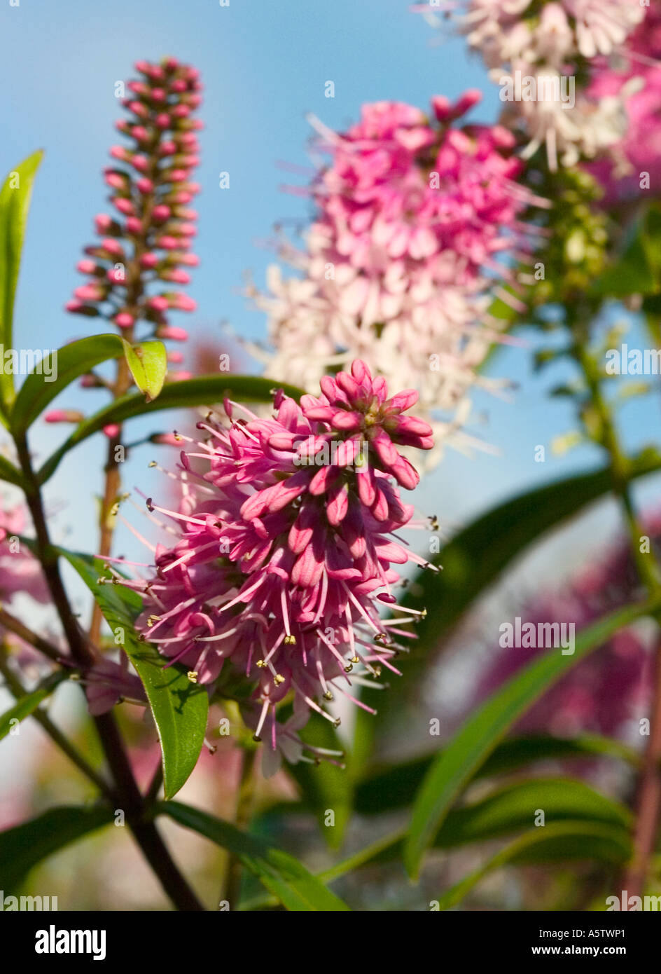 Veronica hebe hi-res stock photography and images - Alamy